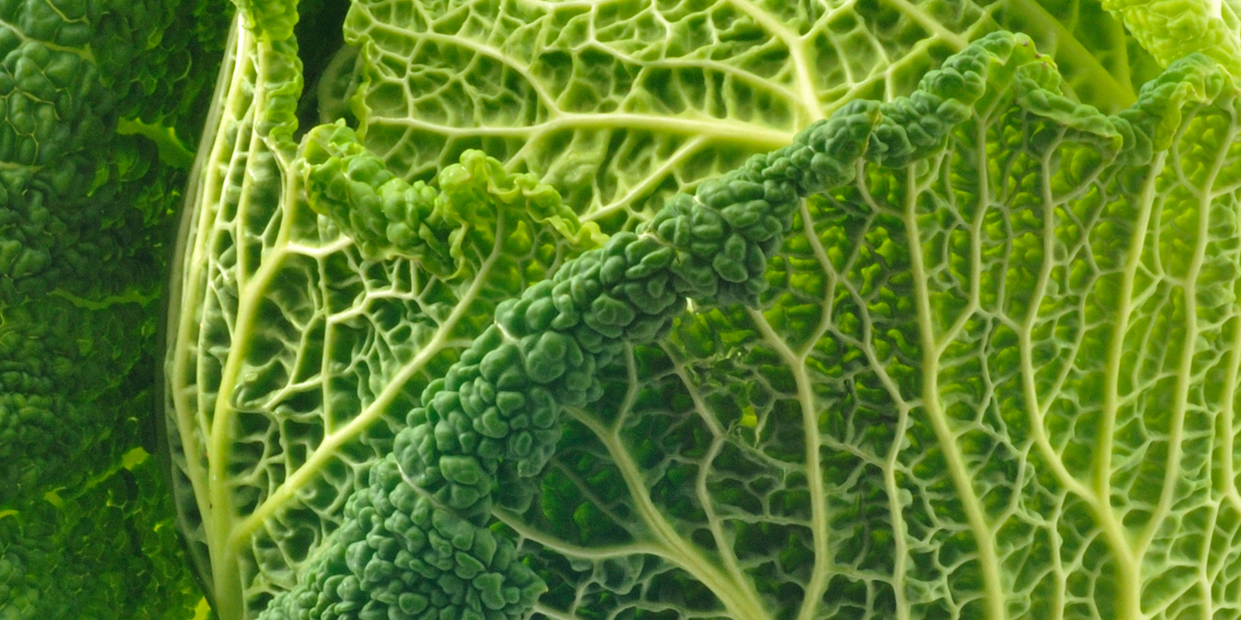 Investigating Cabbage Traditions | ecoliteracy.org