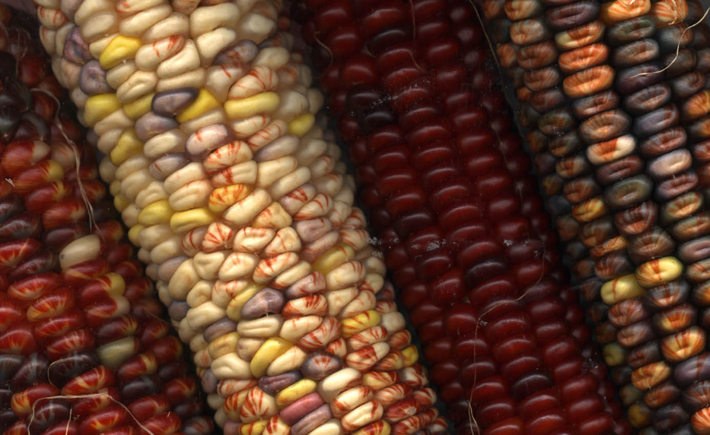 A Memorable School Lunch on the Gila River Indian Reservation ...
