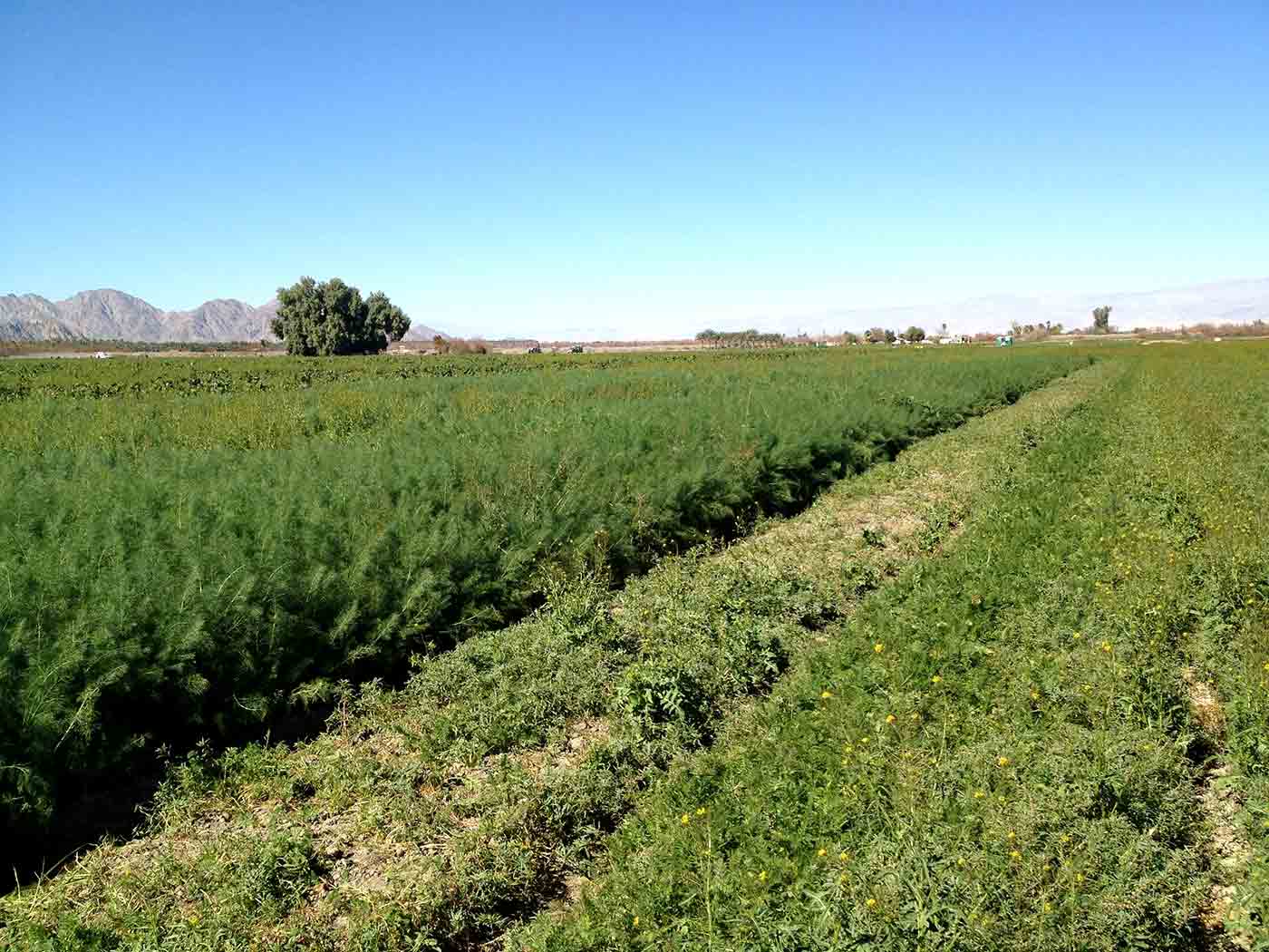 Alleviating Poverty through Farming | ecoliteracy.org