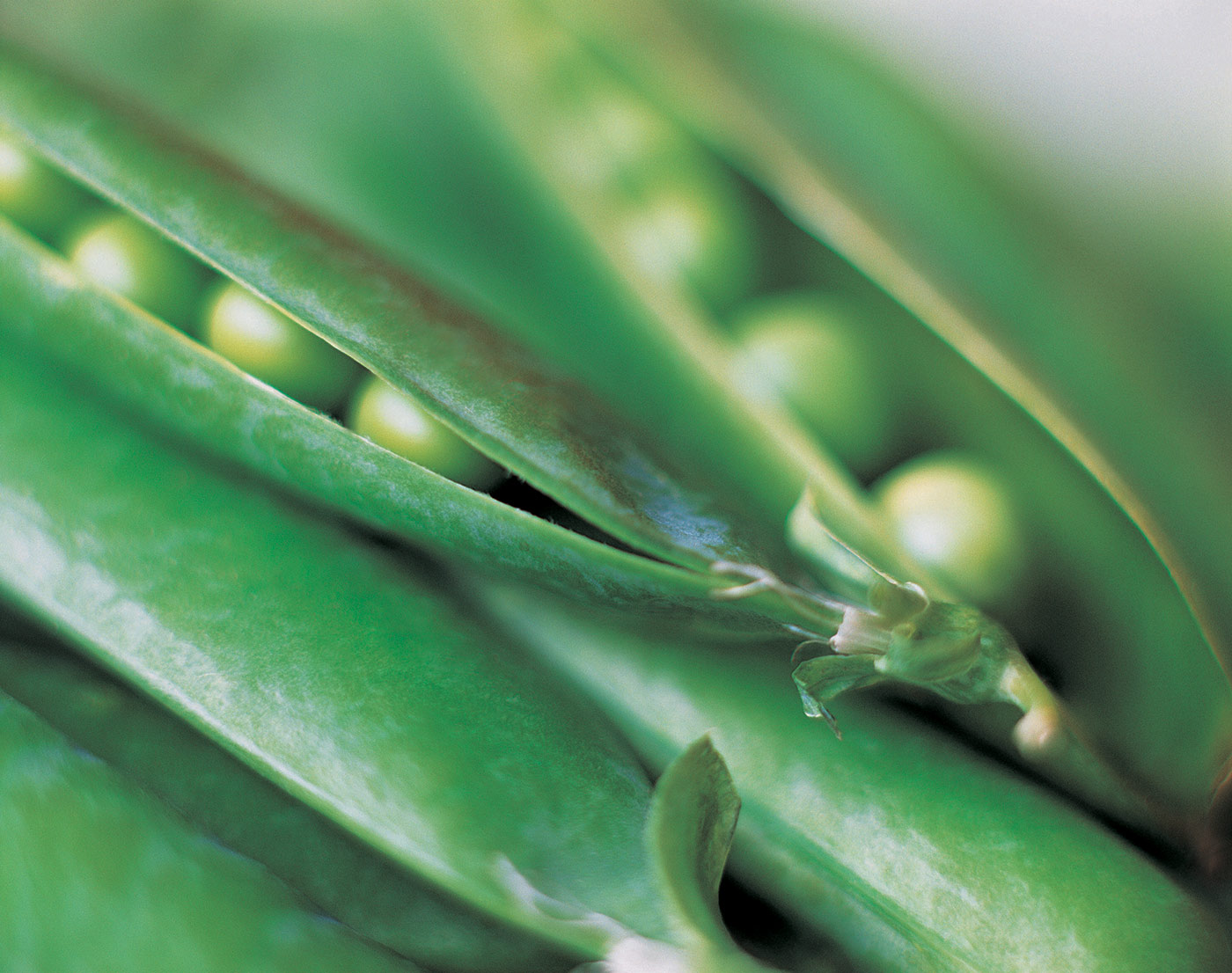 The Meaning of Food | ecoliteracy.org