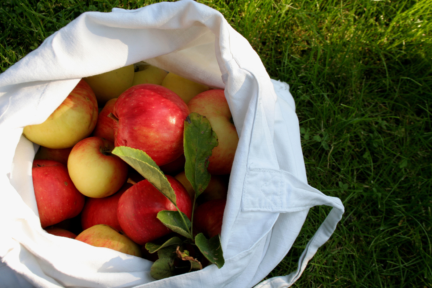 Neither Paper nor Plastic: Eating Outside the Lunch Box | ecoliteracy.org