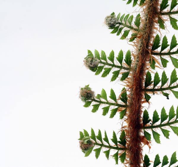 The Systems View of Life: A Unifying Vision | ecoliteracy.org