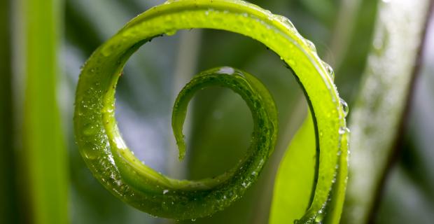 Ecological Intelligence | ecoliteracy.org